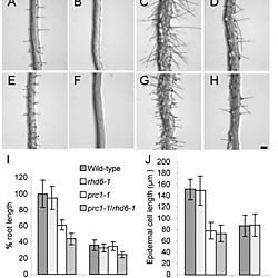Insight into the early steps of root hair formation revealed by the ...
