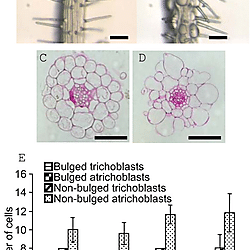 Insight into the early steps of root hair formation revealed by the ...