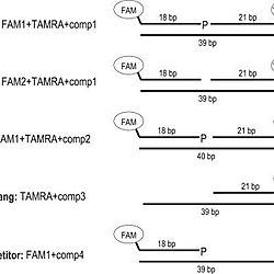 Schematic representation of the substrates used in this study
