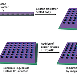 Protein chip fabrication and kinase assay