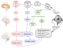 Smooth pursuit pathways