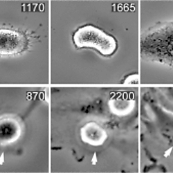 (A and B) Selected images from video recordings of cells entering and ...