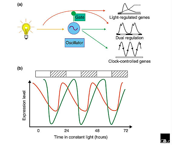 Circadian Rhythm Genetics Flash Sales Jkuat Ac Ke