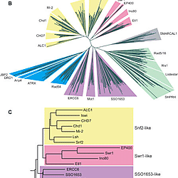 Tree view of Snf2 family