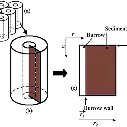 Geometry of burrow irrigation model, after Aller