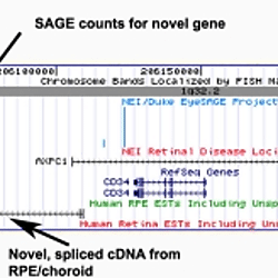Part of a candidate disease region (AXPC1) showing a novel spliced gene ...