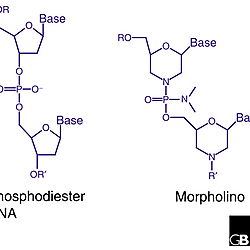 Structures of DNA and morpholino oligonucleotides