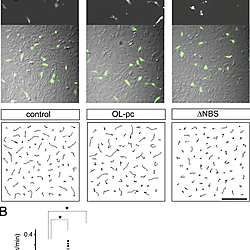 (A) Migration of fluorescence-labeled cells cocultured with nonlabeled ...