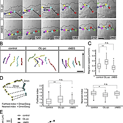 (A) Confluent cell layers were wounded by cell scraping, and the ...