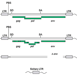 Structure of retroviral proviruses