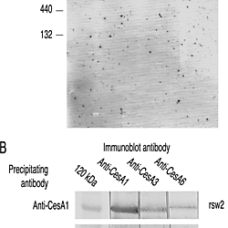 The CesA complex remains intact in , , , and grown for 48 h at the ...