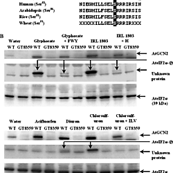 (A) Alignment of amino acids surrounding the phosphorylation site at ...