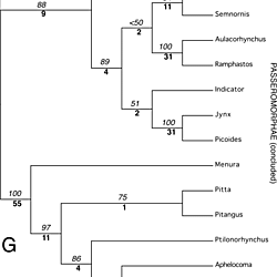 Detailed segment of strict consensus tree of all MPTs recovered in ...