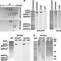 (A) The Arp2/3 complex purified from separated by 2D electrophoresis ...