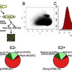 Fit of the gamma normal model to the log ratio of red versus green ...
