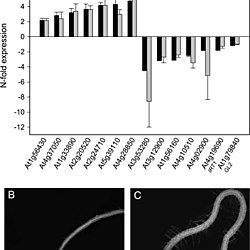 Validation of the GeneChip signals by real-time RT-PCR (A) and effect ...