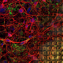 Neurons on HD-MEA