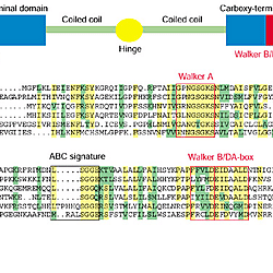 Structural features of the six human core SMC proteins