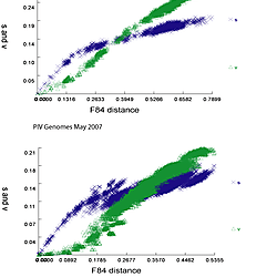 Saturation with mutations by Transition/Transversion analysis