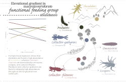 Macroinvertebrate functional feeding group abundances along an elevation gradient