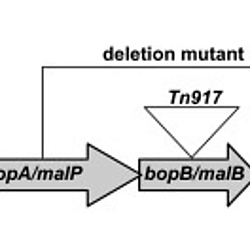 Schematic representation of the Bop locus (modified from 8 and 10)