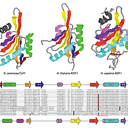 The structure of ADF/cofilins