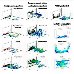 Adult Zebrafish Behavior: Three-dimensional (3D) temporal and spatial ...