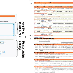 Flowchart of multiplex primer design using PrimerStation