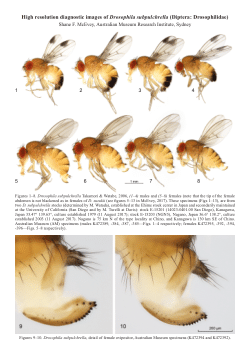 High resolution diagnostic images of Drosophila subpulchrella (Diptera: Drosophilidae)