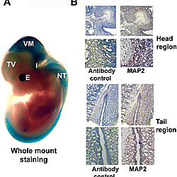 Human MAP2 promoter activity