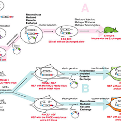 Rationale for a RMCE-ASAP