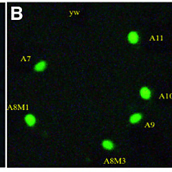 Insulated vectors for insect transgenesis-2