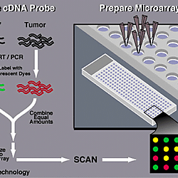 Microarray Analysis of Fish Genomic Data for enhancing Aquaculture ...