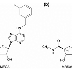 Structures of the two AAR-selective agonists used in the study