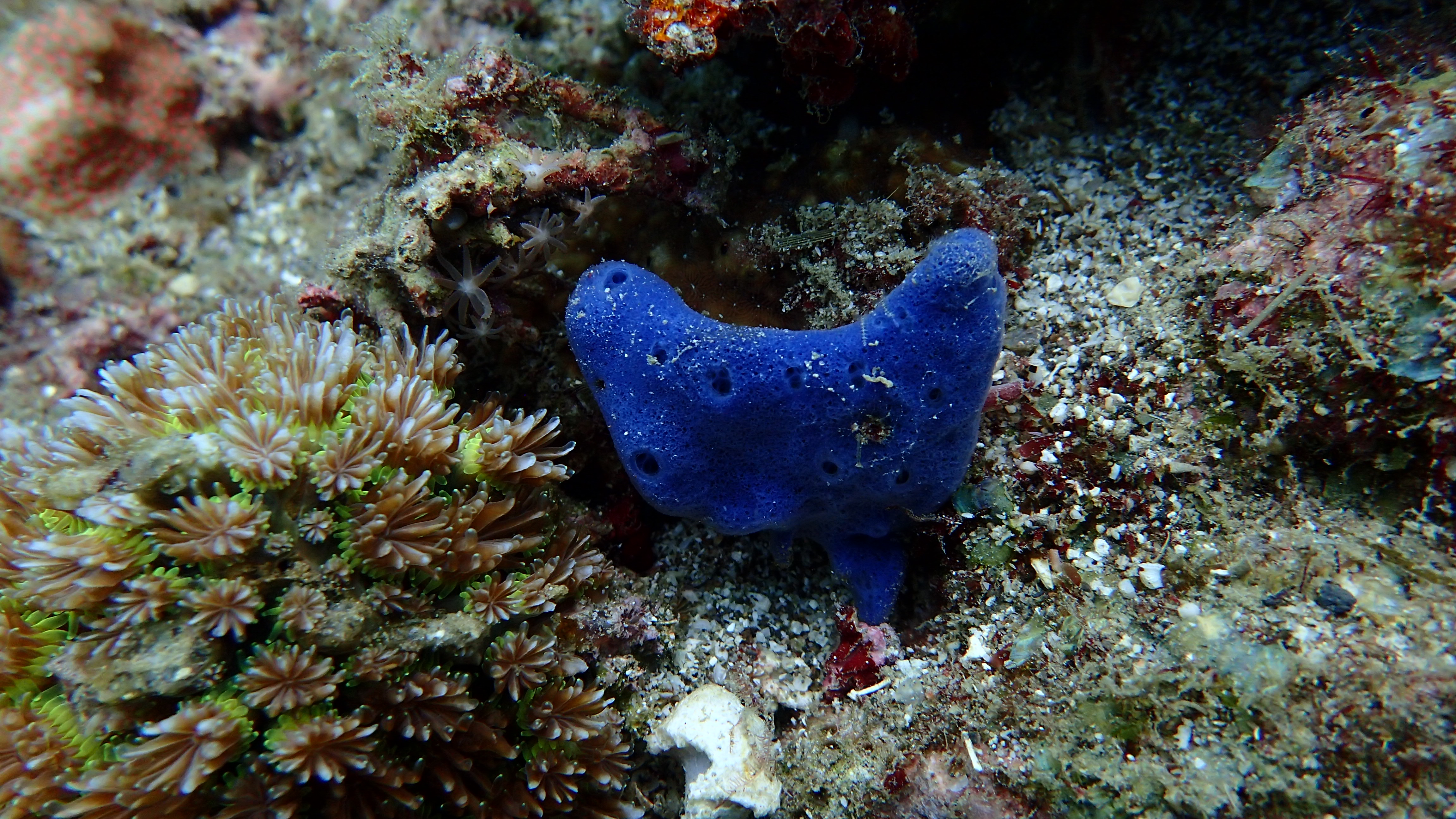 Sponge holobionts under future ocean conditions