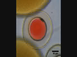 Microcapsules with Distinct Dual-Layer Shells and Their Applications for the Encapsulation ...