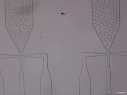 Microgel Single-Cell Culture Arrays on a Microfluidic Chip for ...