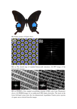Novel Photoanode Structure Templated from Butterfly Wing Scales