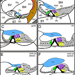 Diagram Of The Mammalian Inner Ear A And A Crosssection