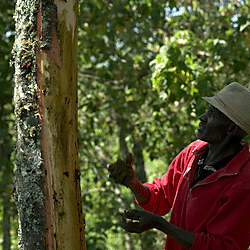 Smearing tree with dung