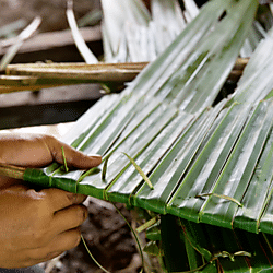 Making nipa thatching