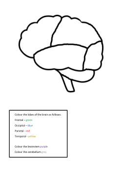 Visual system colouring worksheets