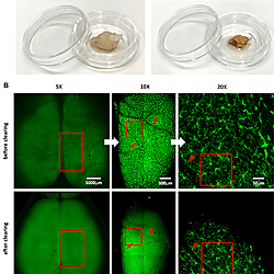 Image_2_Optimization of GFP Fluorescence Preservation by a Modified ...