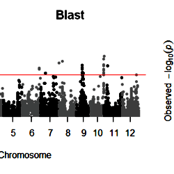 Image_14_Genome-Wide Association Mapping in a Rice MAGIC Plus ...