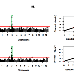 Image_6_Genome-Wide Association Mapping in a Rice MAGIC Plus Population ...