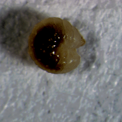 Image_1_Comparative Transcriptome and iTRAQ Proteome Analyses Reveal ...