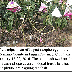 Image_1_Optimal Design of Plant Canopy Based on Light Interception: A ...