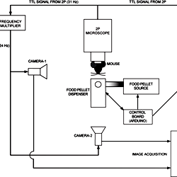 Image_1_DeepBehavior: A Deep Learning Toolbox for Automated Analysis of ...