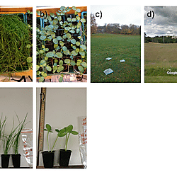 Image_1_Mojito, Anyone? An Exploration of Low-Tech Plant Water ...