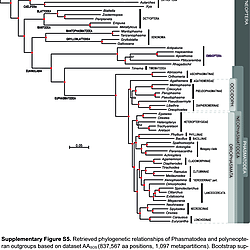 Image_5_Old World and New World Phasmatodea: Phylogenomics Resolve the ...